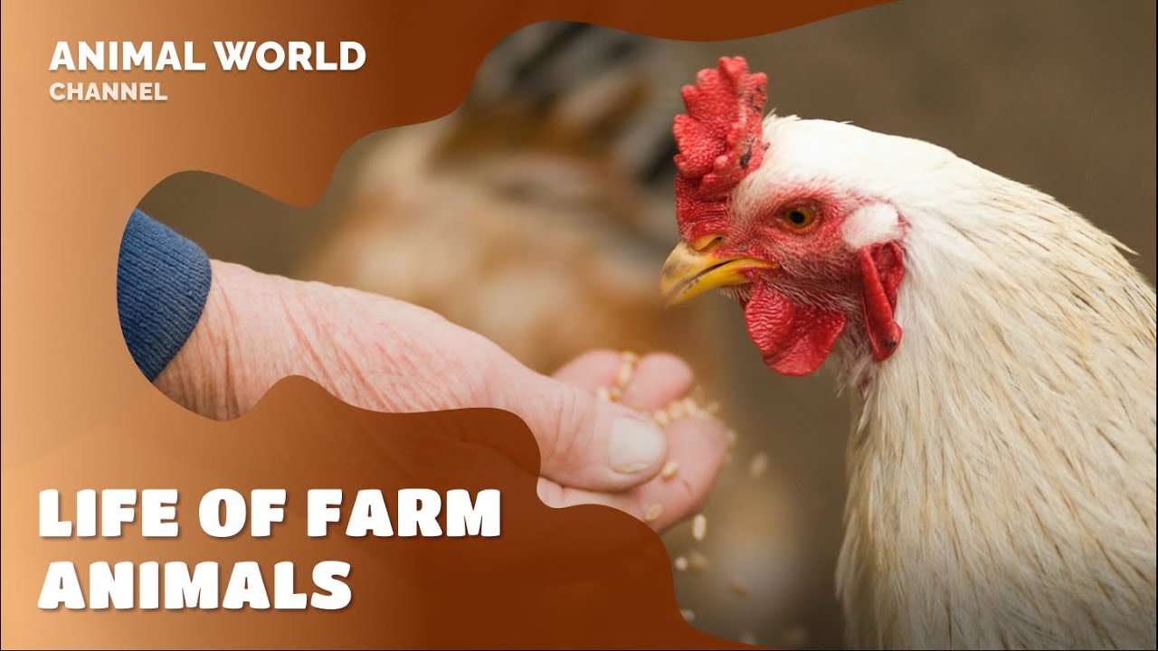 Colorful Life of Farm Animals | Monkey, Rabbit, Goat, Cow, Chicken ...