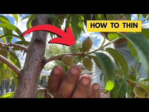 Peach Thinning: The Secret to Bigger Fruit