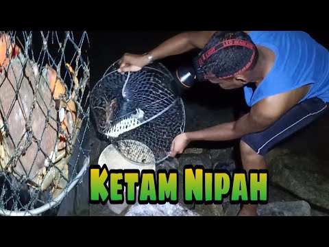 Ketam Nipah Kampung Raga Yan Kedah / 2020 part 1