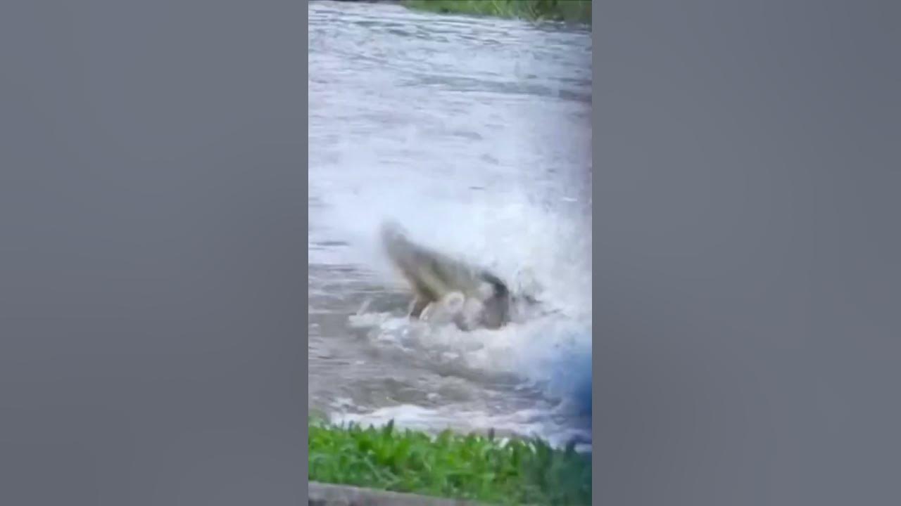 9ft-long crocodile captured in storm drain - YouTube