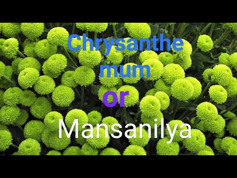 Proudly present the Chrysanthemum or Mansanilya flowers plant - YouTube