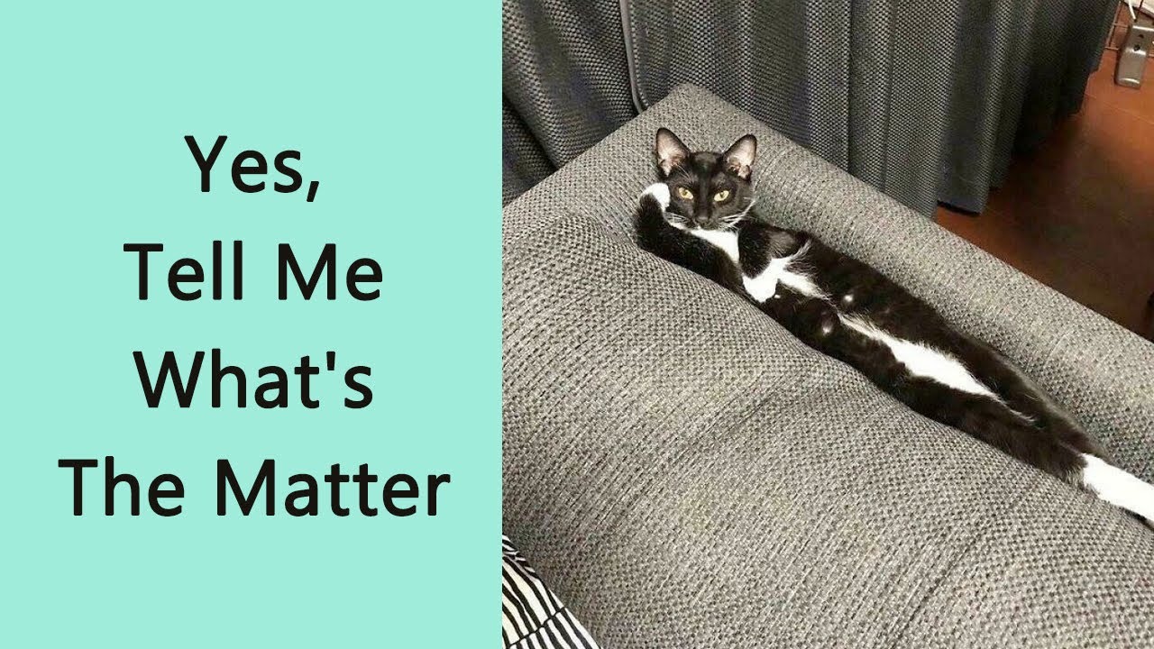 40 Hilarious Pics of Cats Glitching Like Broken Software (New!) - YouTube