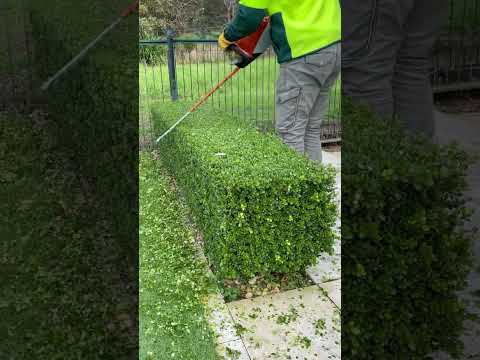 How To Trim English Box Hedge