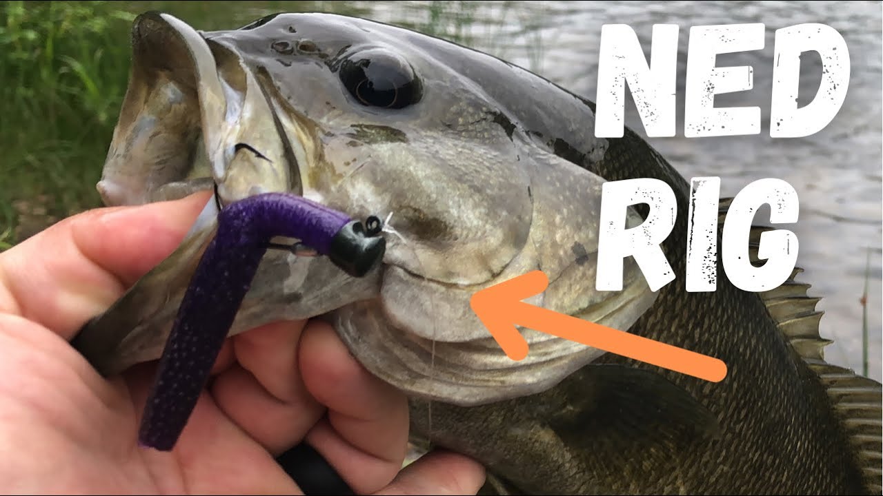 Ned Rig: the only Smallmouth Bass Fishing bait you need! - YouTube