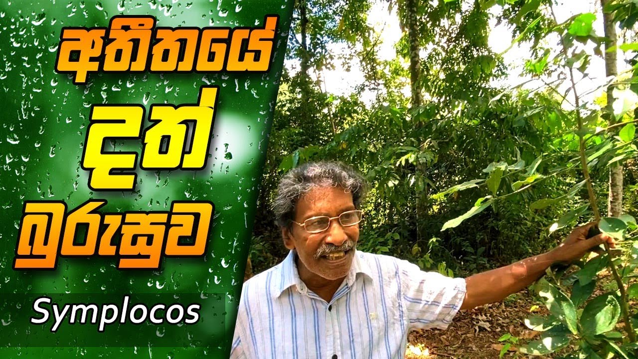 අතීතයේ දත් බුරුසුව | Bombu Tree | Bobu | symplocos | බෝඹු - YouTube