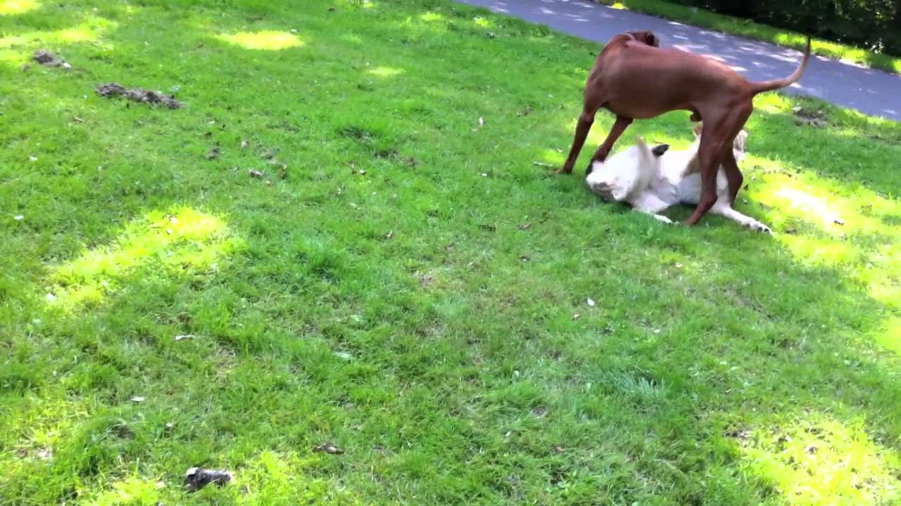 Rhodesian ridgeback vs labrador - YouTube