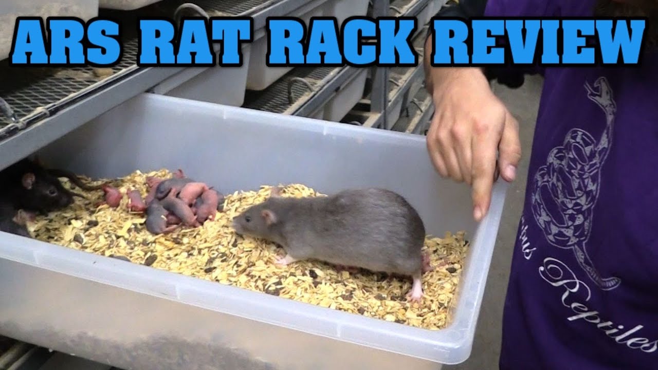 ARS Rat Rack Long Term Review! Are they TERRIBLE? - YouTube