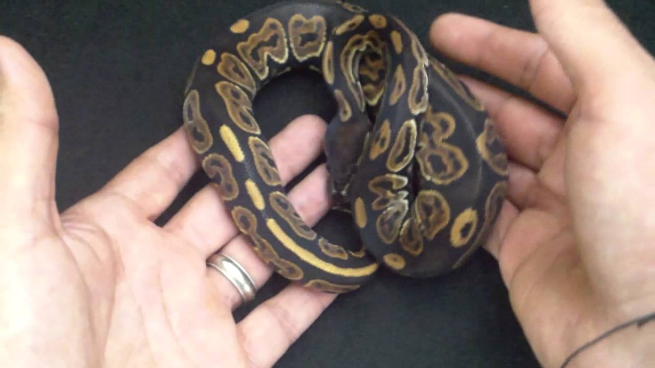 CAAK Family Reptiles!!! The fun stuff!!! ( Ball Python Breeding ) - YouTube