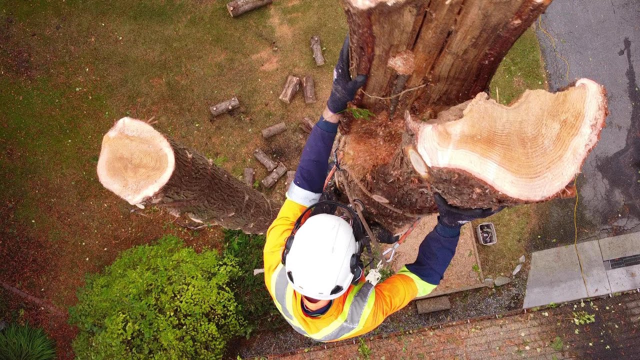 Dangerous Tree Removal! - YouTube