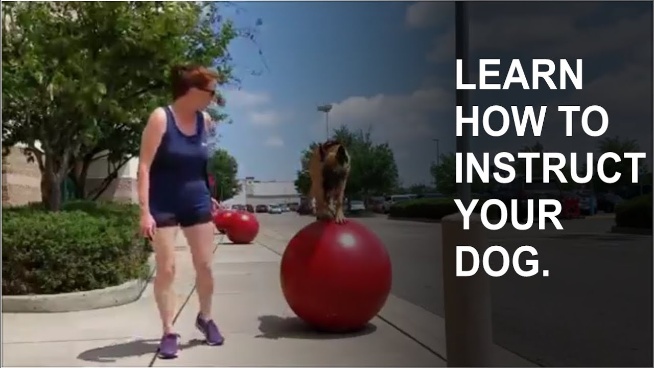 LEARN HOW TO INSTRUCT YOUR DOG - YouTube