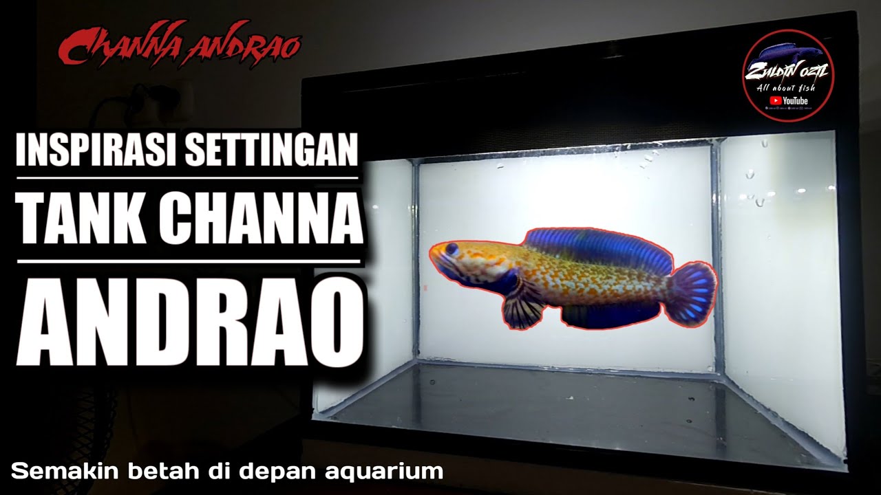TUTORIAL SETTING TANK CHANNA ANDRAO || Part 1 - YouTube