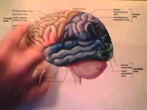Potocki-Lupski Syndrome (PTLS) and the brain2 - YouTube