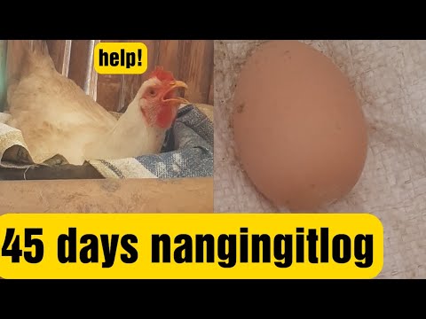 45 DAYS NA MANOK NANGINGITLOG |Free range chicken #buhayprobinsya # ...