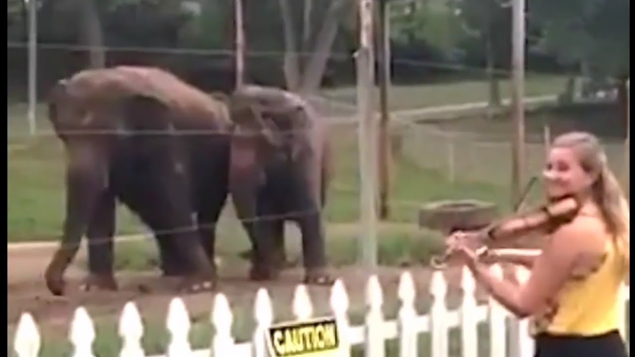 How Animals React to Music • Animals Like Music | Dancing Animals ...