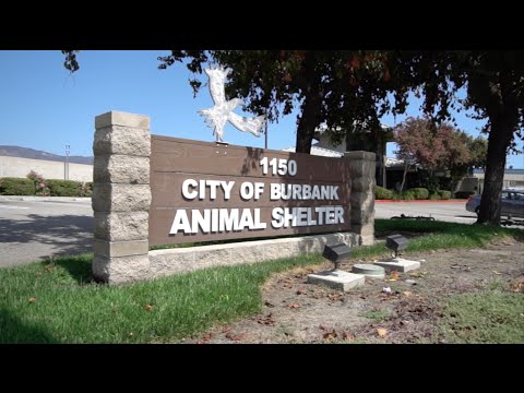 Burbank Animal Shelter PSA "For Every One of These.." - YouTube