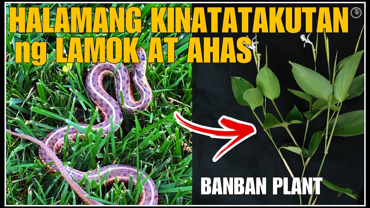 DAPAT MAGTANIM NG MGA HALAMANG ITO, MGA HALAMANG KONTRA LAMOK AT AHAS ...