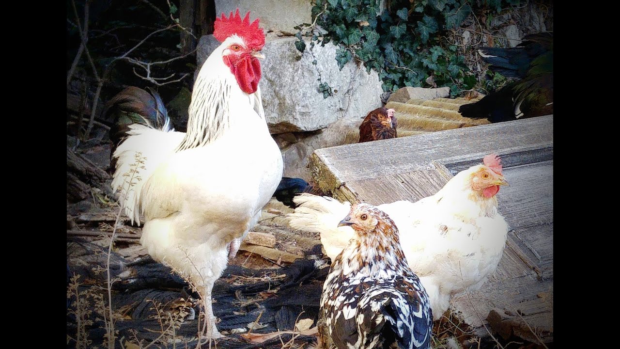 Free Range Chicken - Animal Nature Videos - YouTube