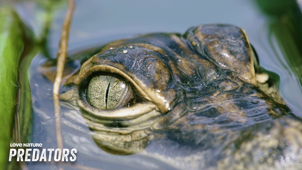 Nature's Top Predators: Big Cats vs Ancient Reptiles | Wild Hunters 101 ...