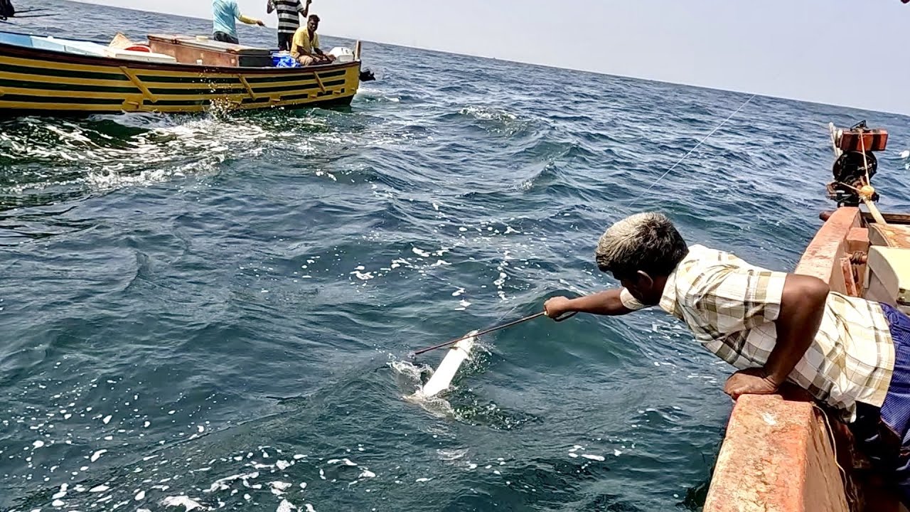 Catching King Fish & Tomato Grouper in the Sea - YouTube