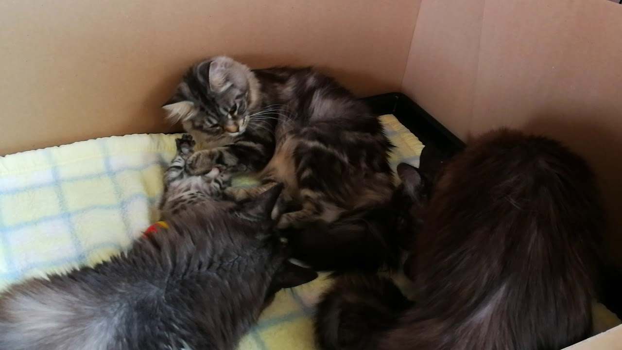 Buck en Livia op visite - YouTube