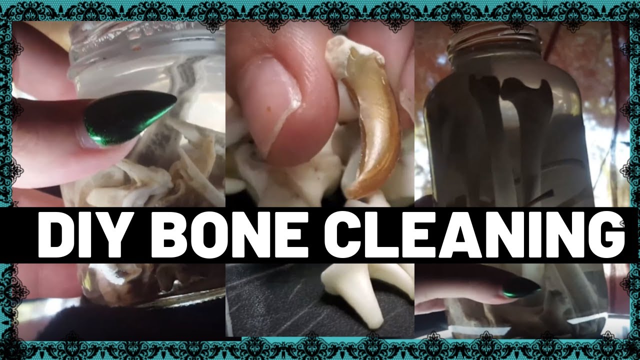 DIY Roadkill Bone Cleaning!💀(Coyote??) - YouTube