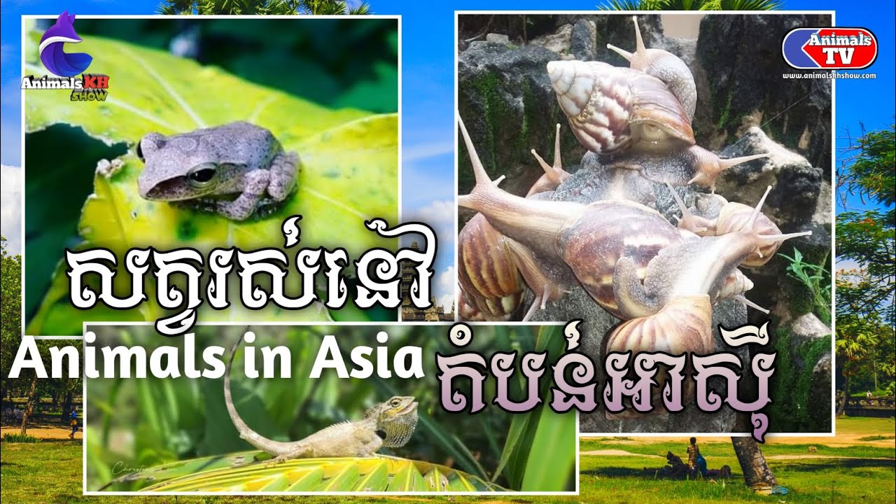 សត្វរស់នៅតំបន់អាស៊ី Animals live in Asia and Amazing life of Animals ...