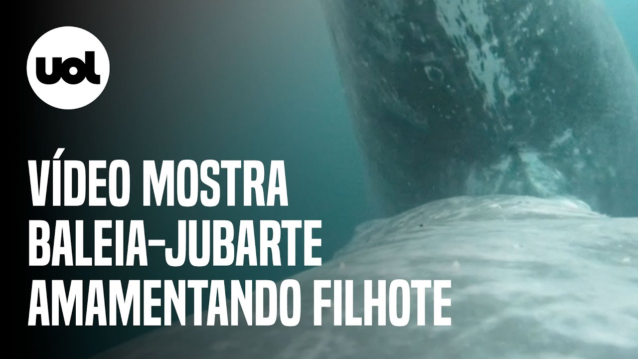 Vídeo raro mostra baleia-jubarte amamentando filhote na Colômbia; veja ...