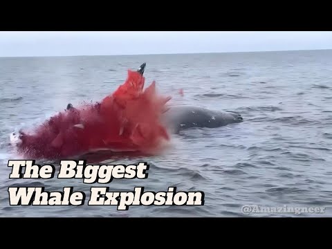 Insane Whale Explosion!