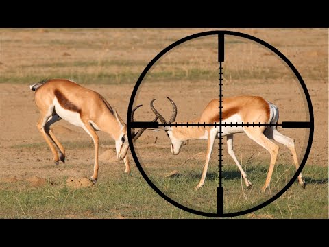 Springbuck Safari | South Africa Free Range Hunting - YouTube