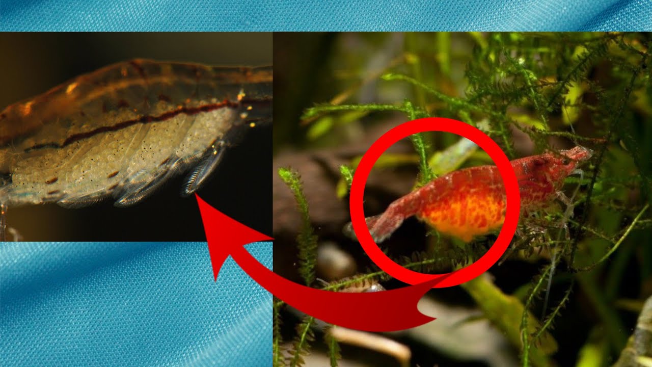 Ma crevette porte des œufs ! - YouTube