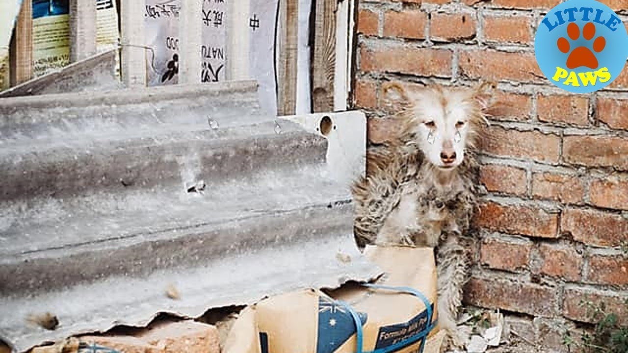 Rescue a Scared Dog Who Wouldn't Leave This Corner Finds a New Warm ...