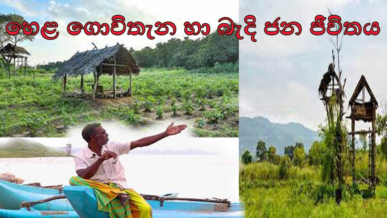 හෙළ ගොවිතැන හා බැදි ජන ජීවිතය| Hela Govithana - YouTube