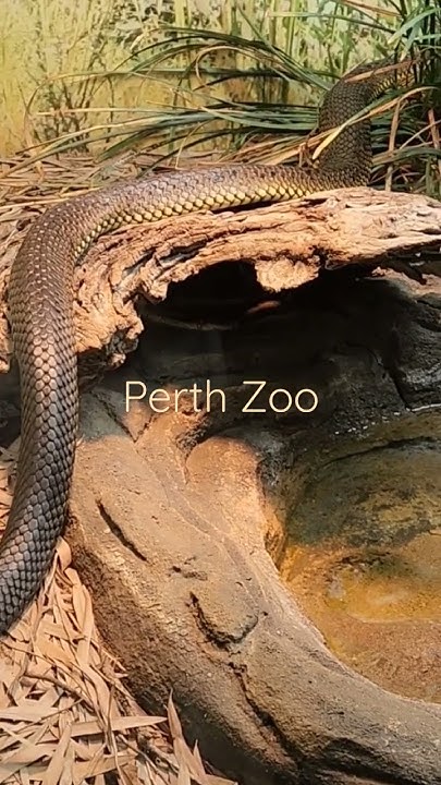 Pythons at the Perth Zoo 2023! - YouTube