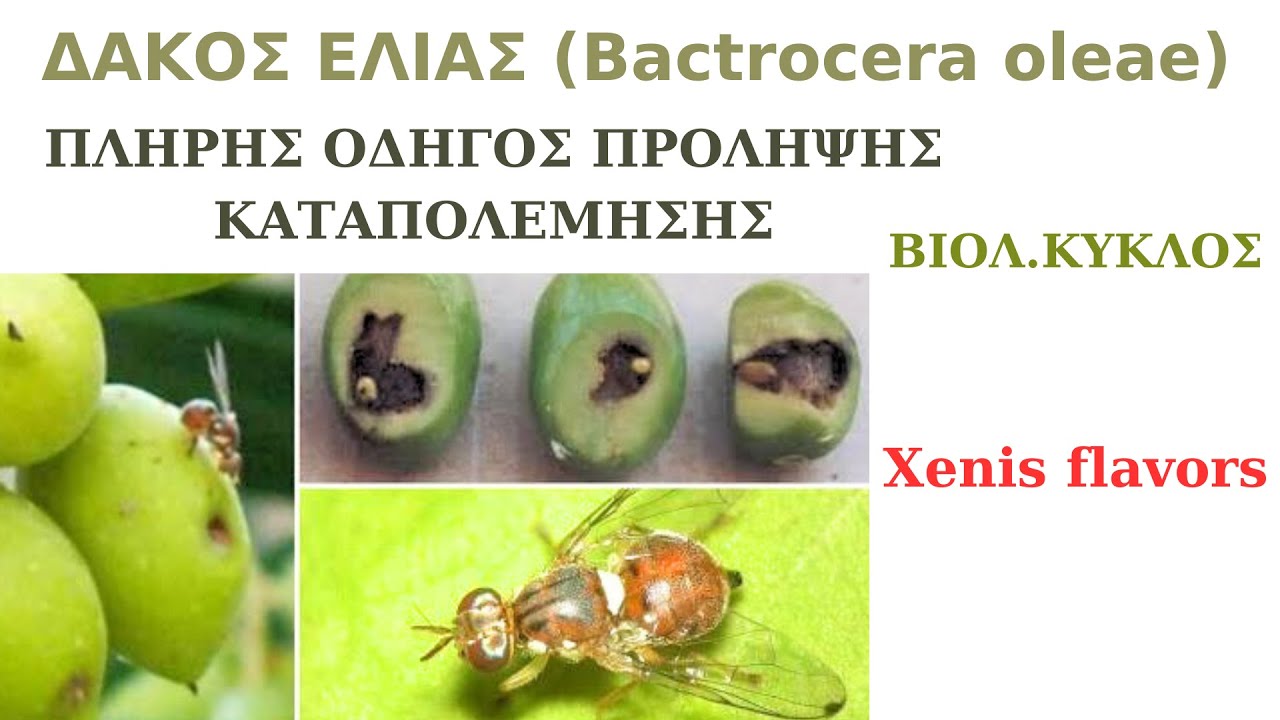 ΔΑΚΟΣ ΕΛΙΑΣ!ΠΛΗΡΗΣ ΟΔΗΓΟΣ ΚΑΤΑΠΟΛΕΜΗΣΗΣ Κ ΠΡΟΛΗΨΗΣ!ΟΛΑ ΟΣΑ ΠΡΕΠΕΙ ΝΑ ...