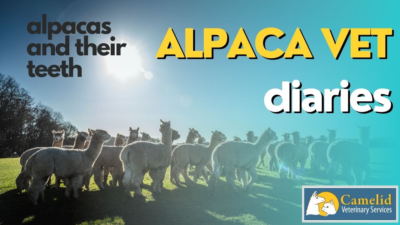 Alpacas and Their Incisor Teeth | Dental Health Check with Dr. Claire ...