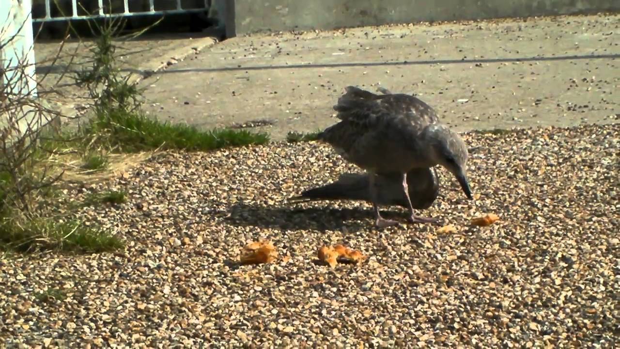 SEAGULL WITH BROKEN WING. - YouTube