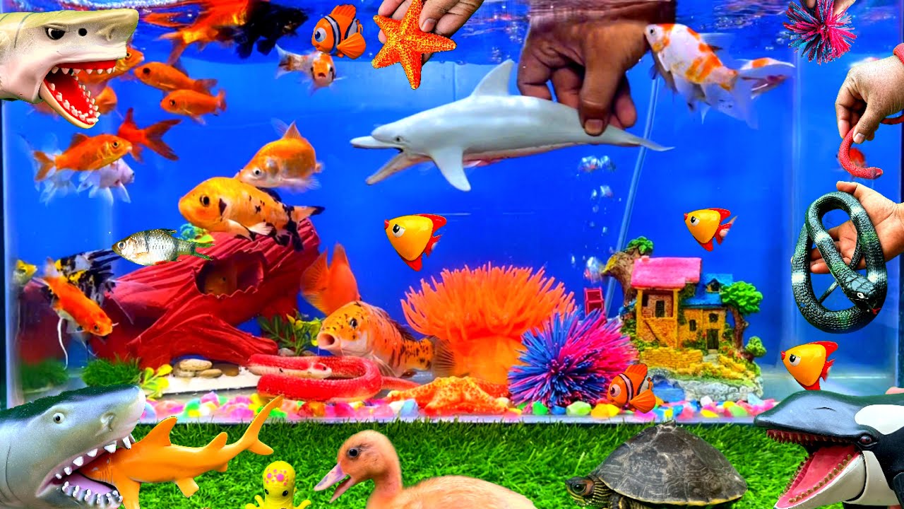 Shark Dolphine In Aquarium, Fishes Swimming Pool, Snake Ducks Toys ...