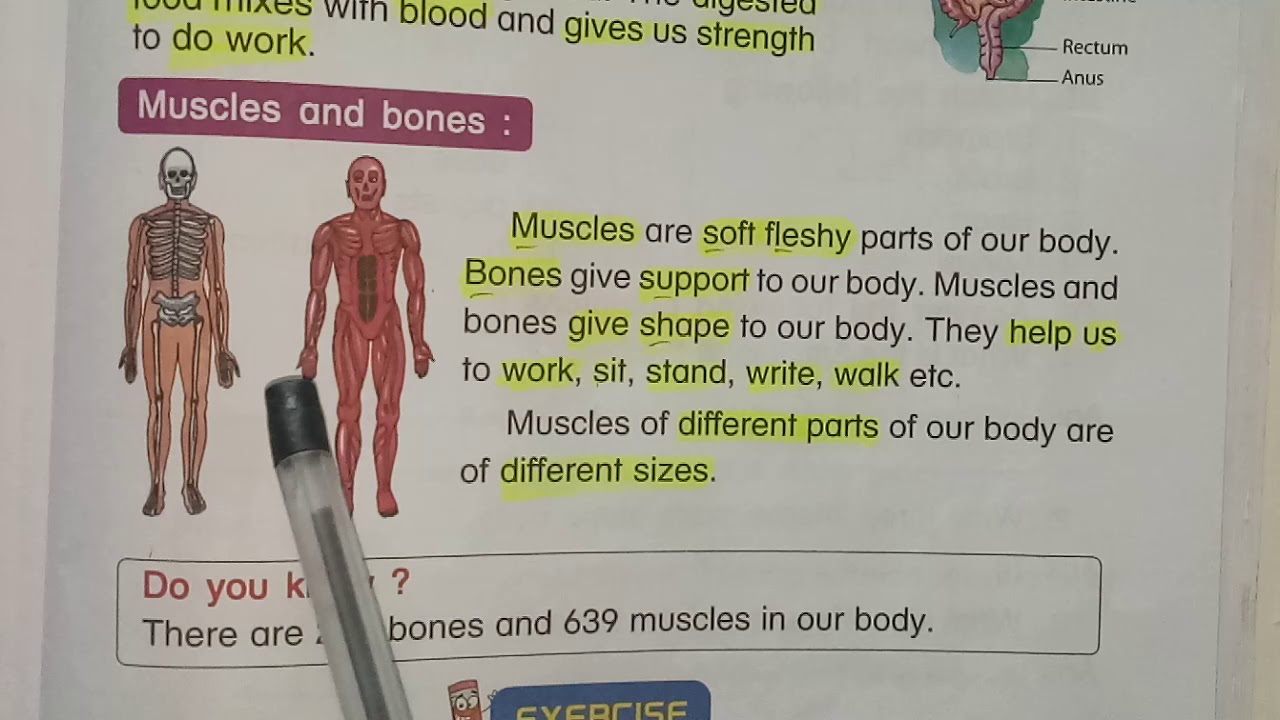 8,2c,2L Evs muscles and bones - YouTube