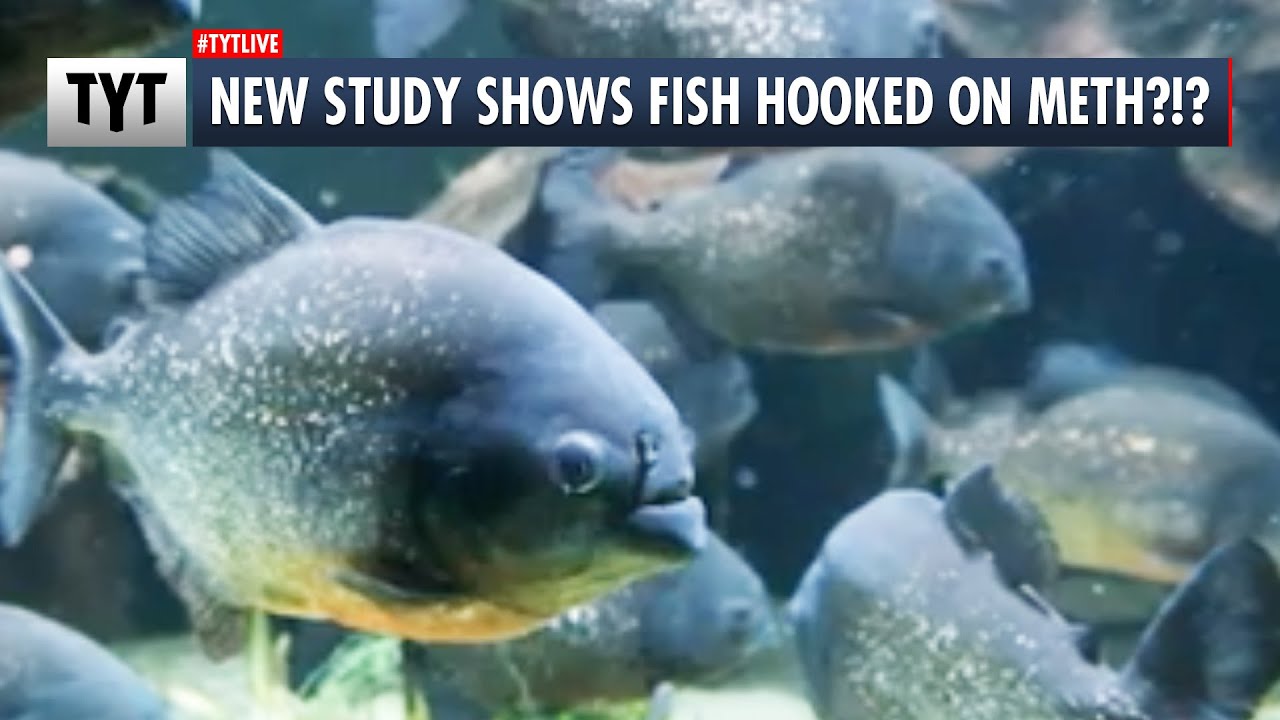 New Study Reveals Disturbing New Facts About Fish - YouTube