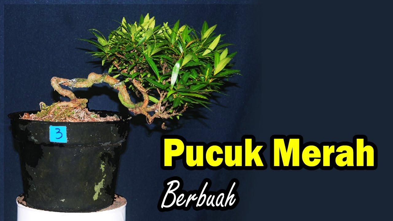 Bahan Bonsai Pucuk Merah Berbuah - YouTube