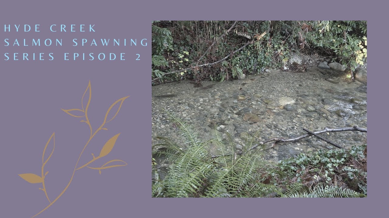 Salmon Spawning Episode 2, Two #salmon fight the shallow current # ...