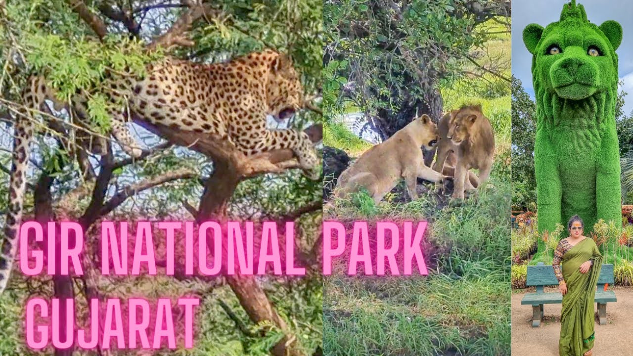 Gir National Park | GIZ Devalia Jeep Safari | Sasan Gir | Gujarat - YouTube