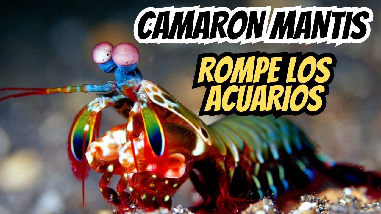 El CAMARON MANTIS: Puede ROMPER un ACUARIO de UN GOLPE - YouTube
