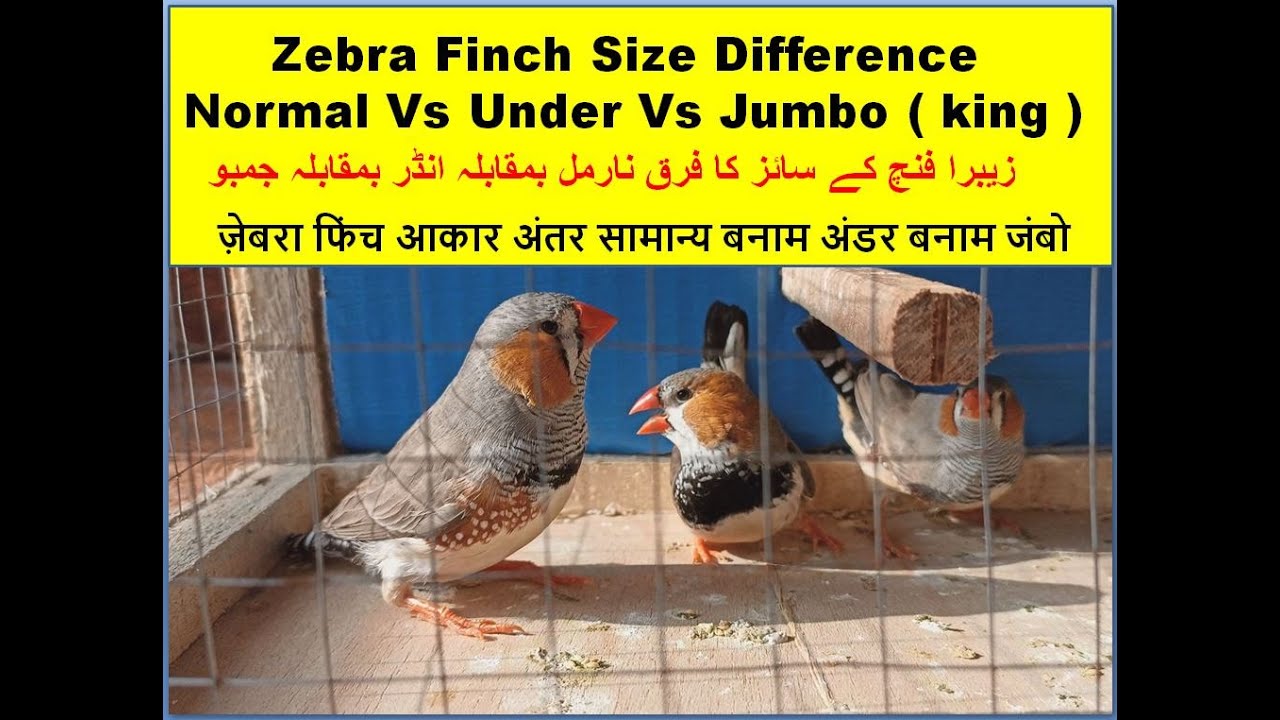 Zebra Finch Size difference Normal Vs Under Vs King or called Jumbo ...