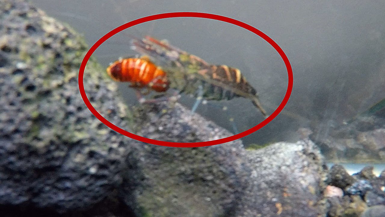 River shrimp eating cockroach - YouTube