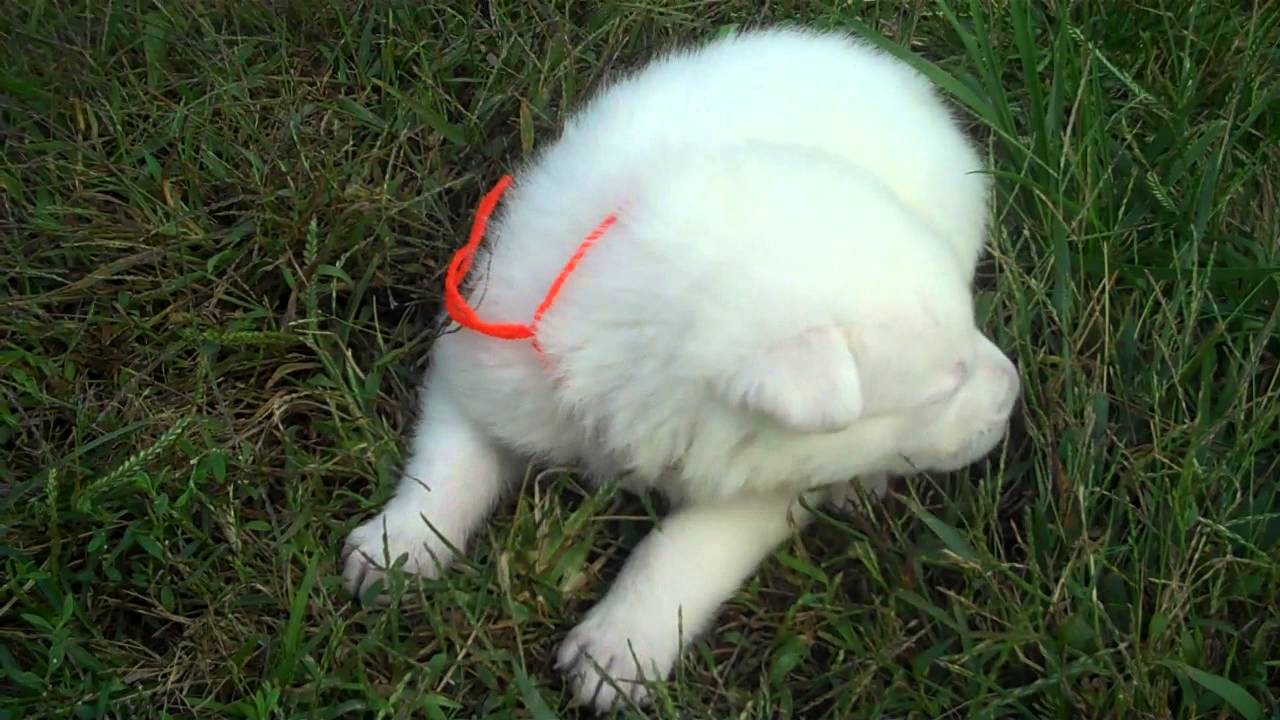 Little Ladys Mr. Orange Video - YouTube