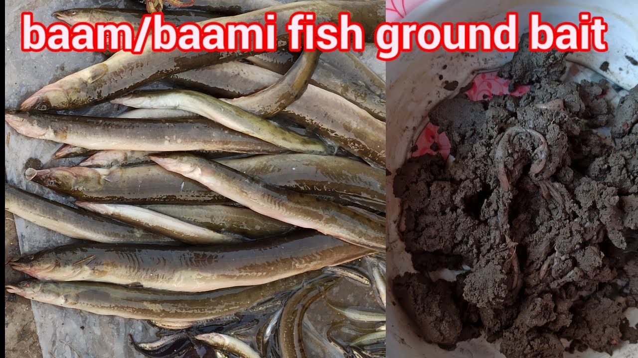 Baam/baami machhli ka charai aur shikar ka tips || बामी मछली का चराई ...