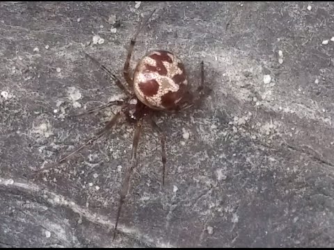 PLEASE! what type of spider is this.. chicago il, usa - YouTube