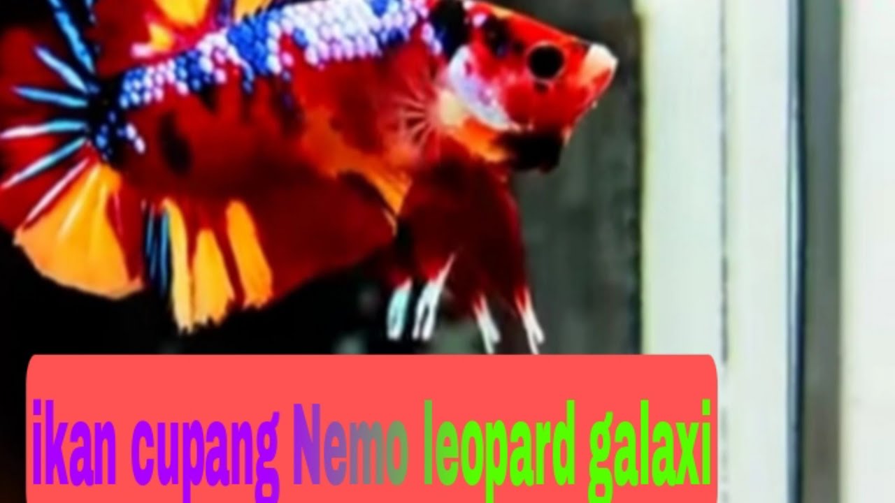 Ikan cupang Nemo leopard galaxi strong Colourful - YouTube