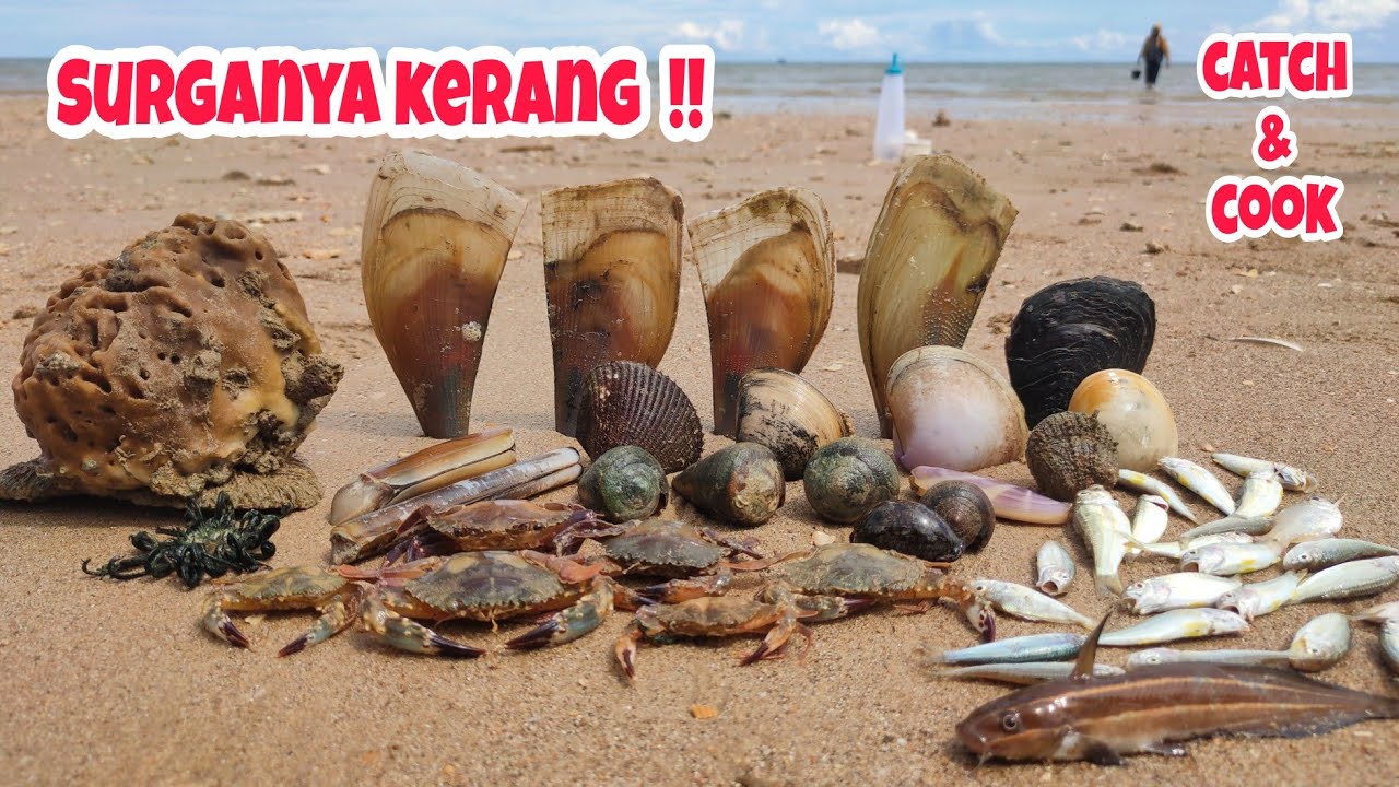 Wonderland‼️Banyak makanan laut terdampar di pantai nelayan - YouTube
